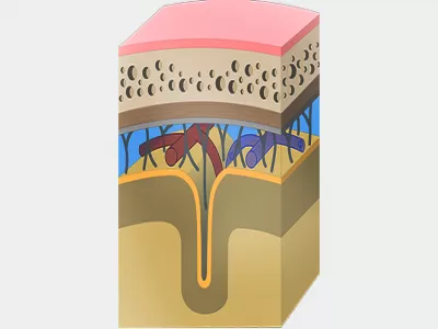 الام الجافية ( Dura mater, pachymeninx ) | الطبي